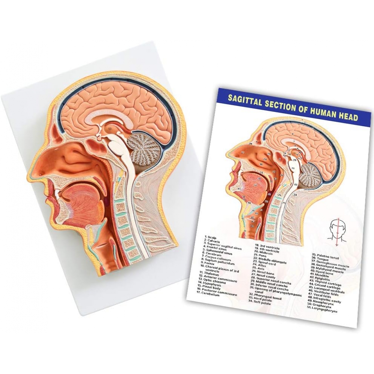 Sagittal Section of Human Head Anatomy Model | Brain, Sinuses & Cranial Nerves | Ideal for MBBS ...